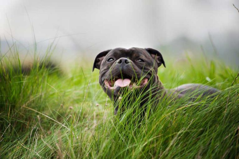 Why does my dog need a 4DX test? | Lamoille Valley Veterinary Services
